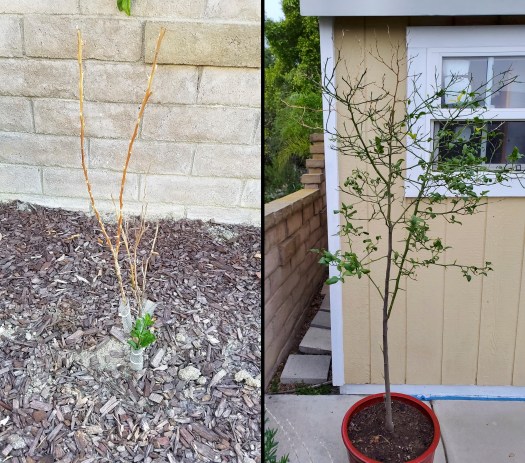 Why Does My Fruit Tree Have no Fruit? – The Lowedown